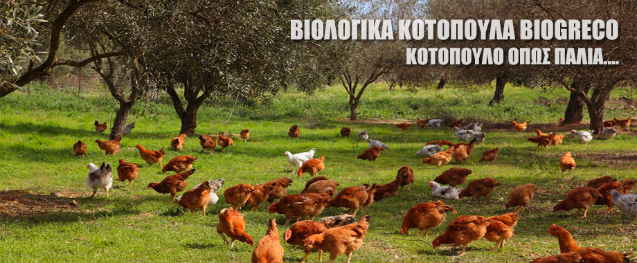 Βιολογικά κοτόπουλα | Βιολογικές ζωοτροφές | Βιολογικο κοτοπουλο | www ...