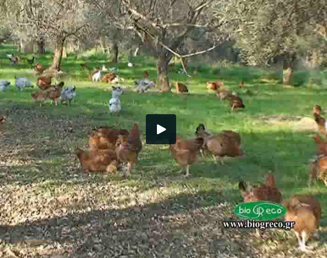 thumb_video_spot – Βιολογικό κοτόπουλο | βιολογικες ζωοτροφες | Biogreco.gr