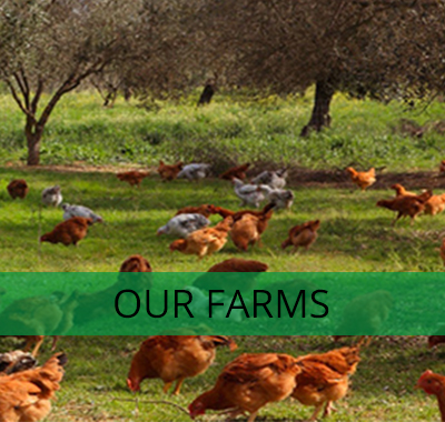 OURFARMS – Βιολογικό κοτόπουλο | βιολογικες ζωοτροφες | Biogreco.gr