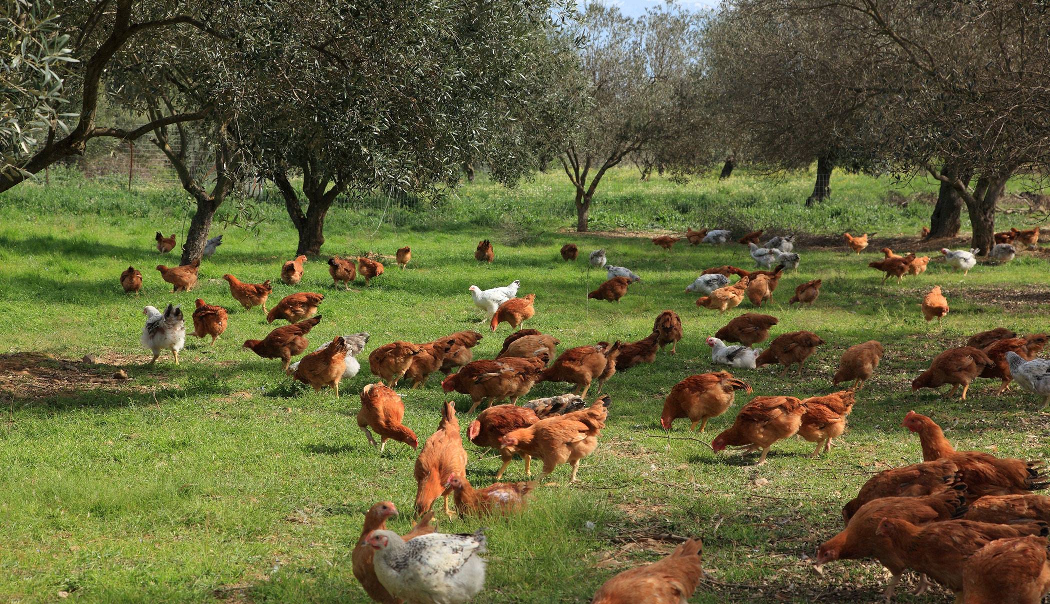 Βιολογικό κοτόπουλο | βιολογικες ζωοτροφες | Biogreco.gr